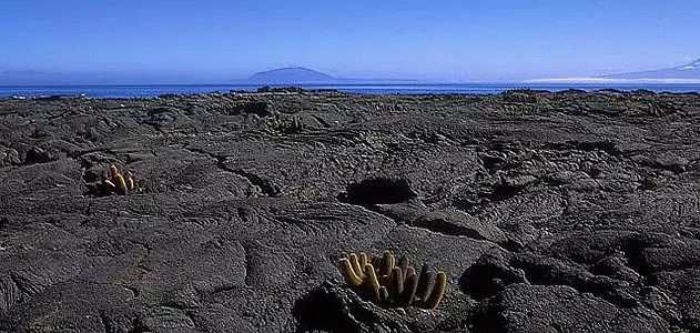 Кактус от лава на остров Фернандина