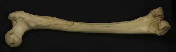 Teadlased sekveneerisid 400 000-aastaselt varakult inimeselt DNA 7666_2