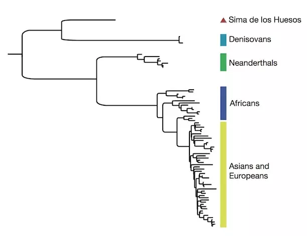 Teadlased sekveneerisid 400 000-aastaselt varakult inimeselt DNA 7666_3