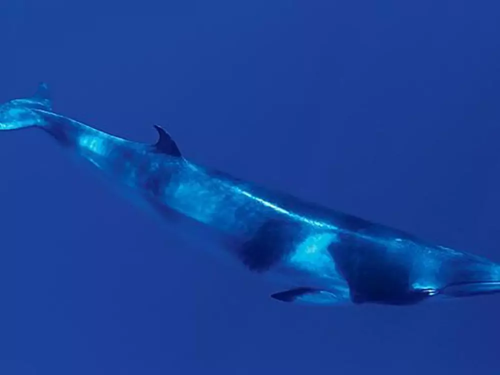 Патуљасти кит Минке