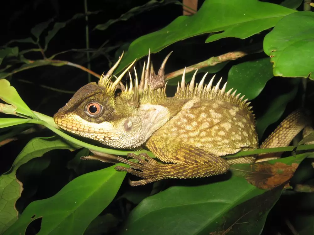 认识一下克林贡蝾螈，Ziggy Stardust Snake——湄公河发现的 163 种新物种中的两种