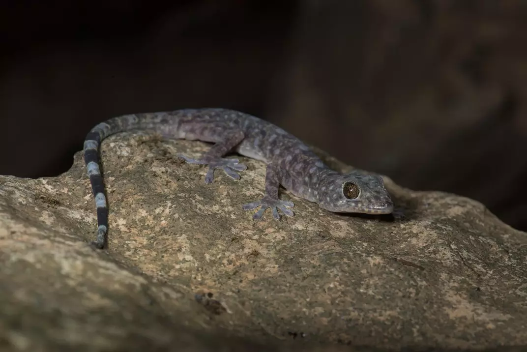 Meet the Klingon Newt, Ziggy Stardust Snake—Two of the 163 New Species Discovered in the Mekong 7684_1
