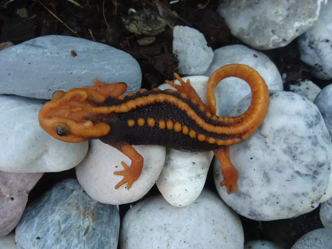 Meet the Klingon Newt, Ziggy Stardust Snake—Two of the 163 New Species Discovered in the Mekong 7684_3