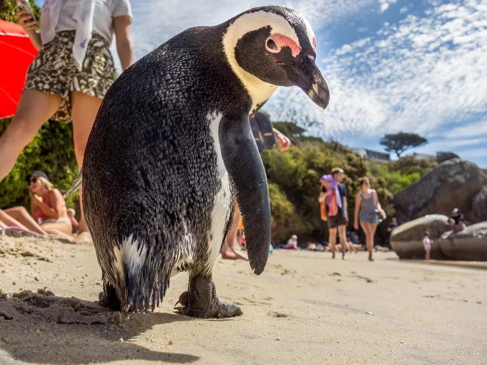 Etelä-Afrikan kaupunki, jossa pingviinit hallitsevat
