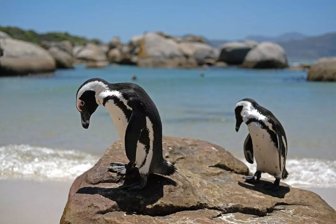 פינגווינים על סלעים