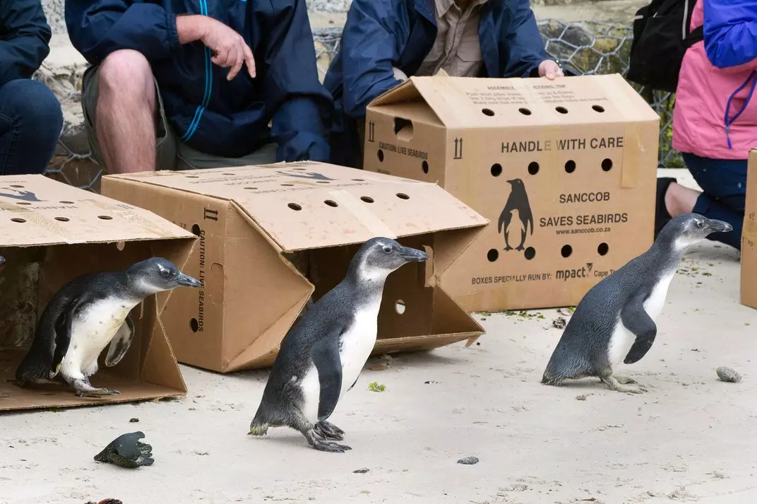 SANCCOB משחרר פינגווינים