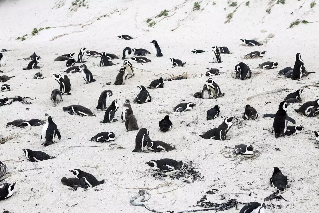 פינגווינים מקננים