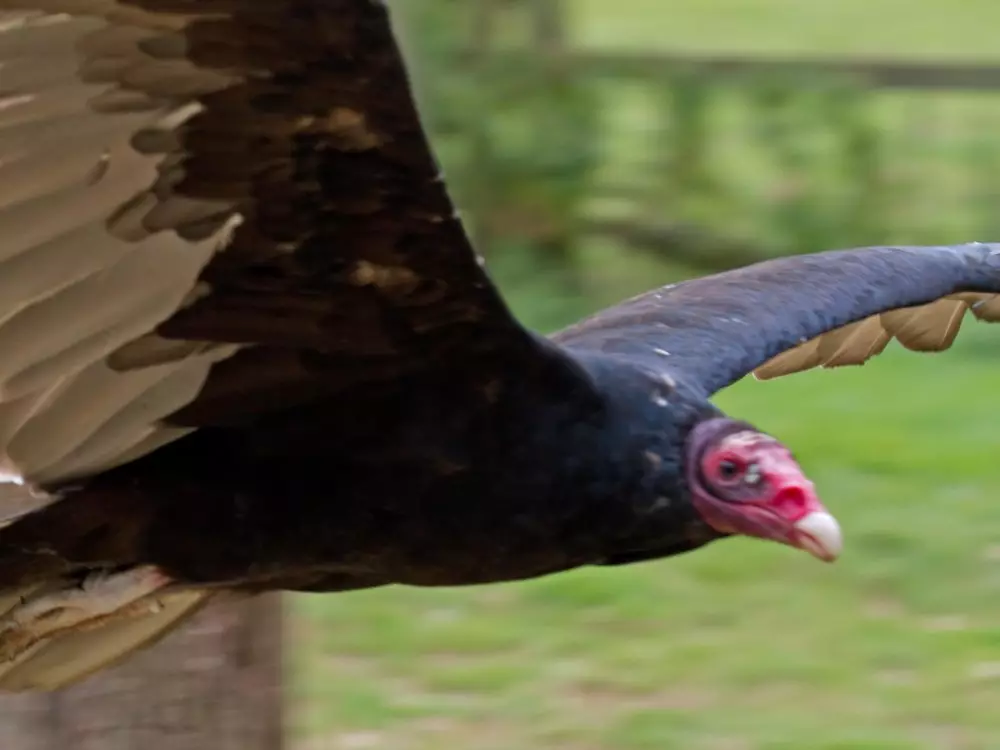 Türkiyə Vultures kəskin qoxu hissi var və indi biz bunun səbəbini bilirik