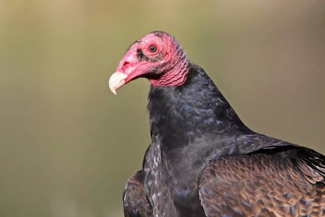 Os abutres da Turquia têm um olfato apurado e agora sabemos o porquê