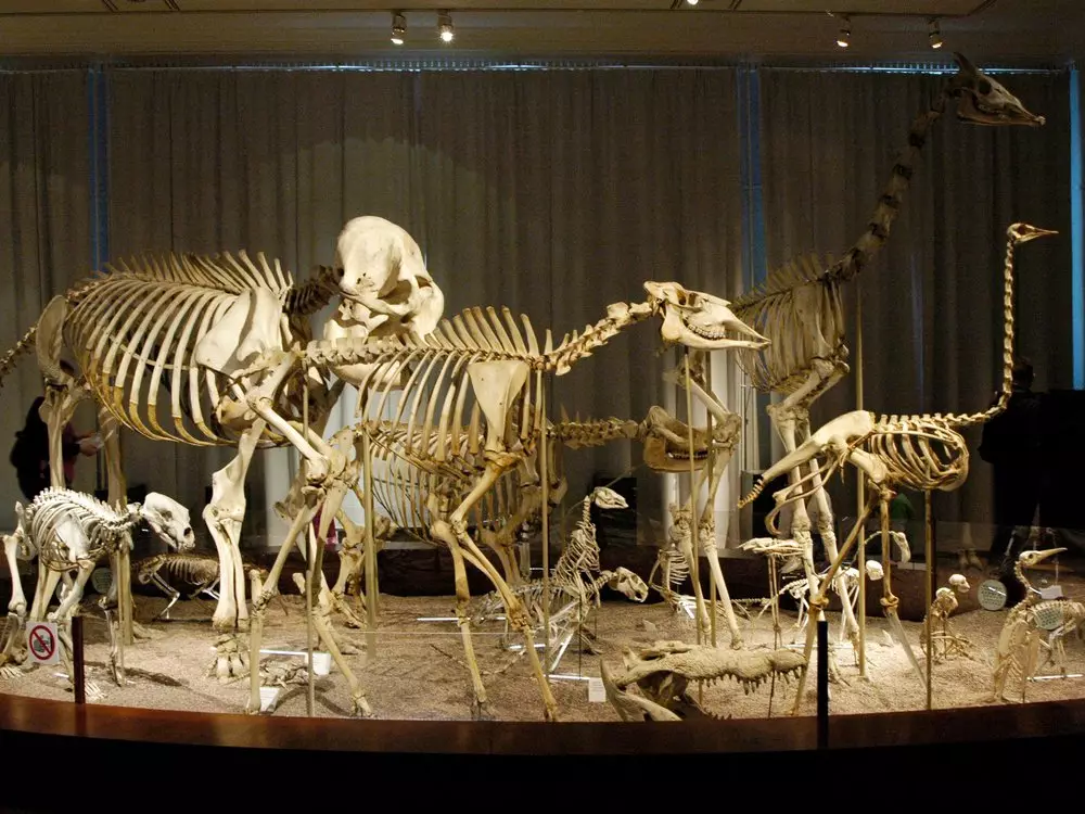 A Természettudományi Múzeumokat formáló rejtett előítéletek