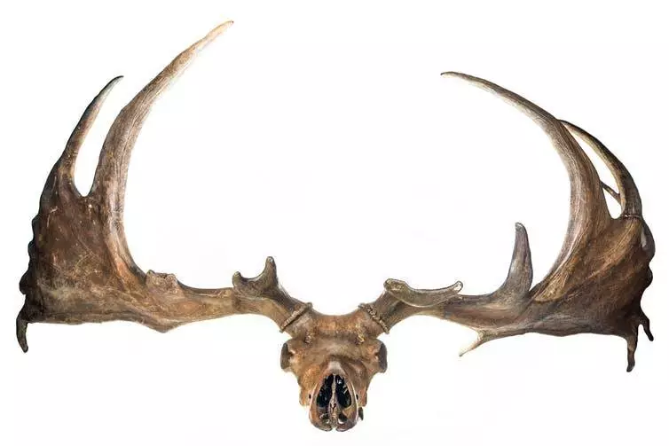 Os cervos xigantes da Idade de Xeo son un pilar dos museos de historia natural: as cornamentas dos machos achegáronse aos catro metros de diámetro.