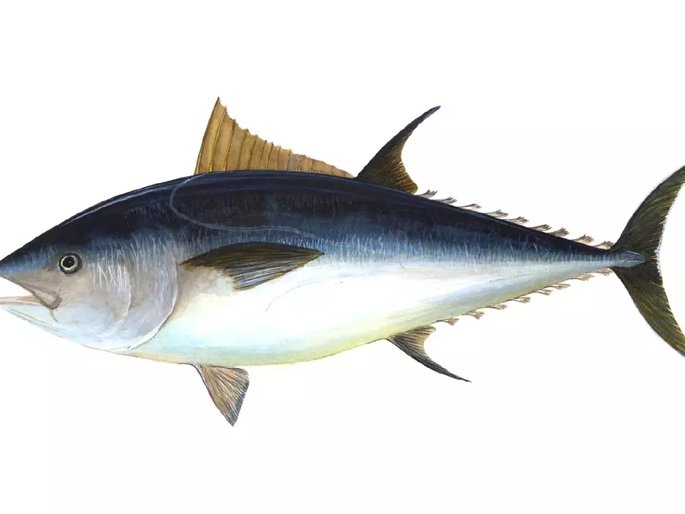 Tuniak modroplutvý