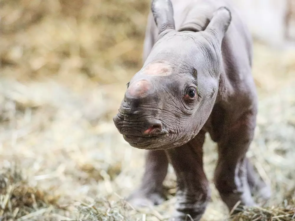 Baby Black Rhino født i Michigan Zoo på julaften