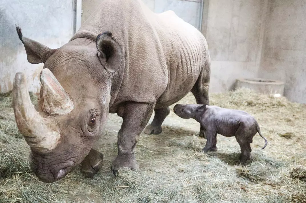 Baby Black Rhino född på Michigan Zoo på julafton