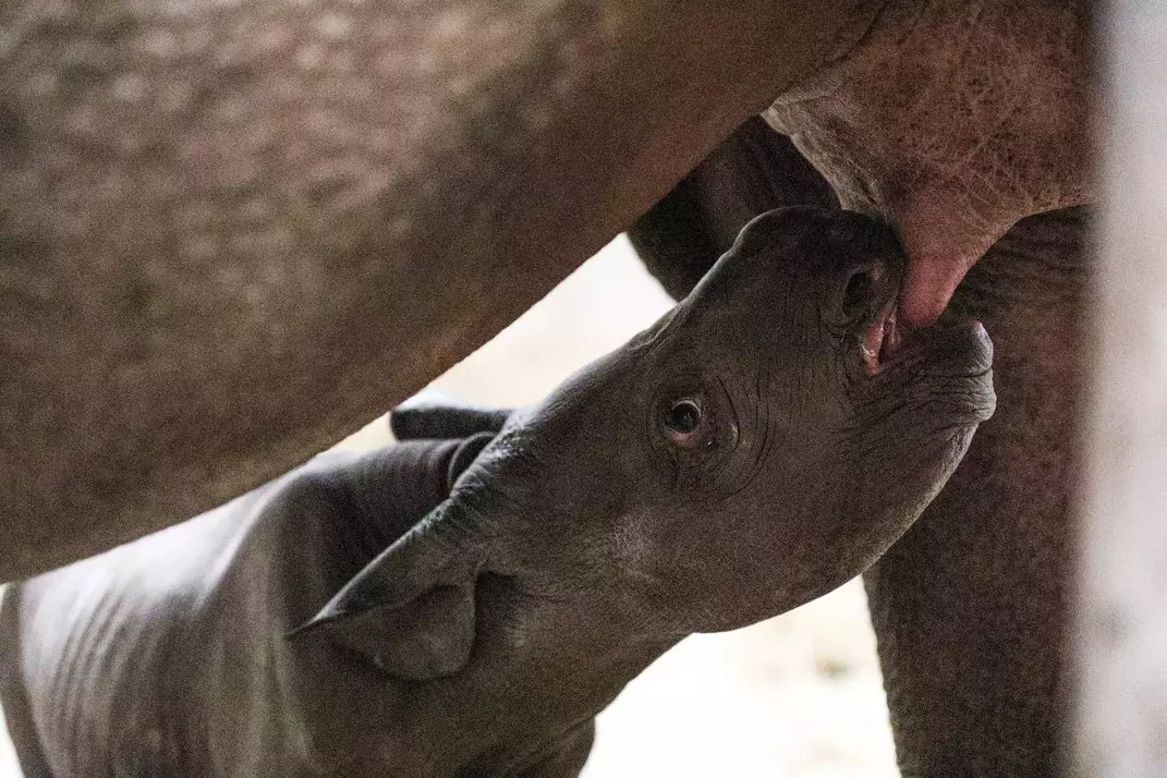 Baby Black Rhino född på Michigan Zoo på julafton