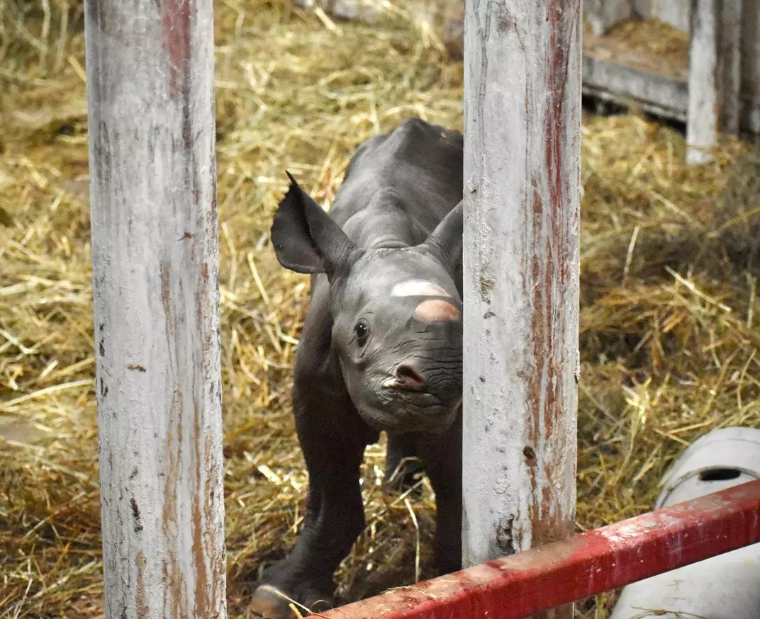 Baby Black Rhino Nato allo zoo del Michigan la vigilia di Natale