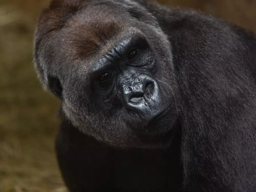 Xov Xwm Zoo/Fad News: The Primate Chapter