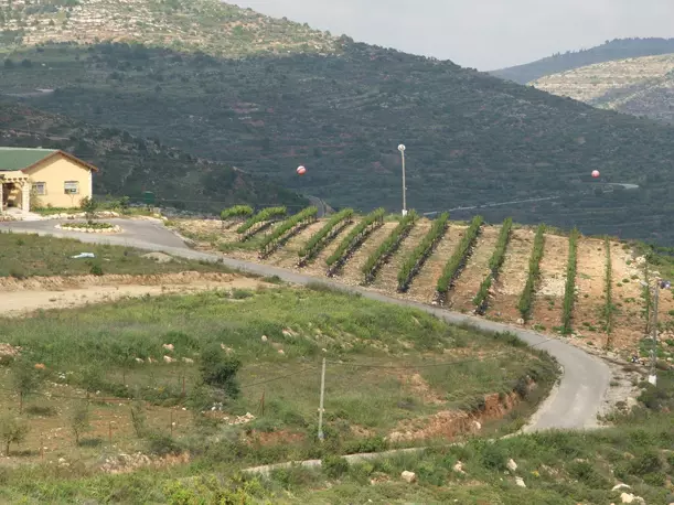 Geriausias košerinis vynas Izraelyje gali būti arba negali būti iš Izraelio 7862_2
