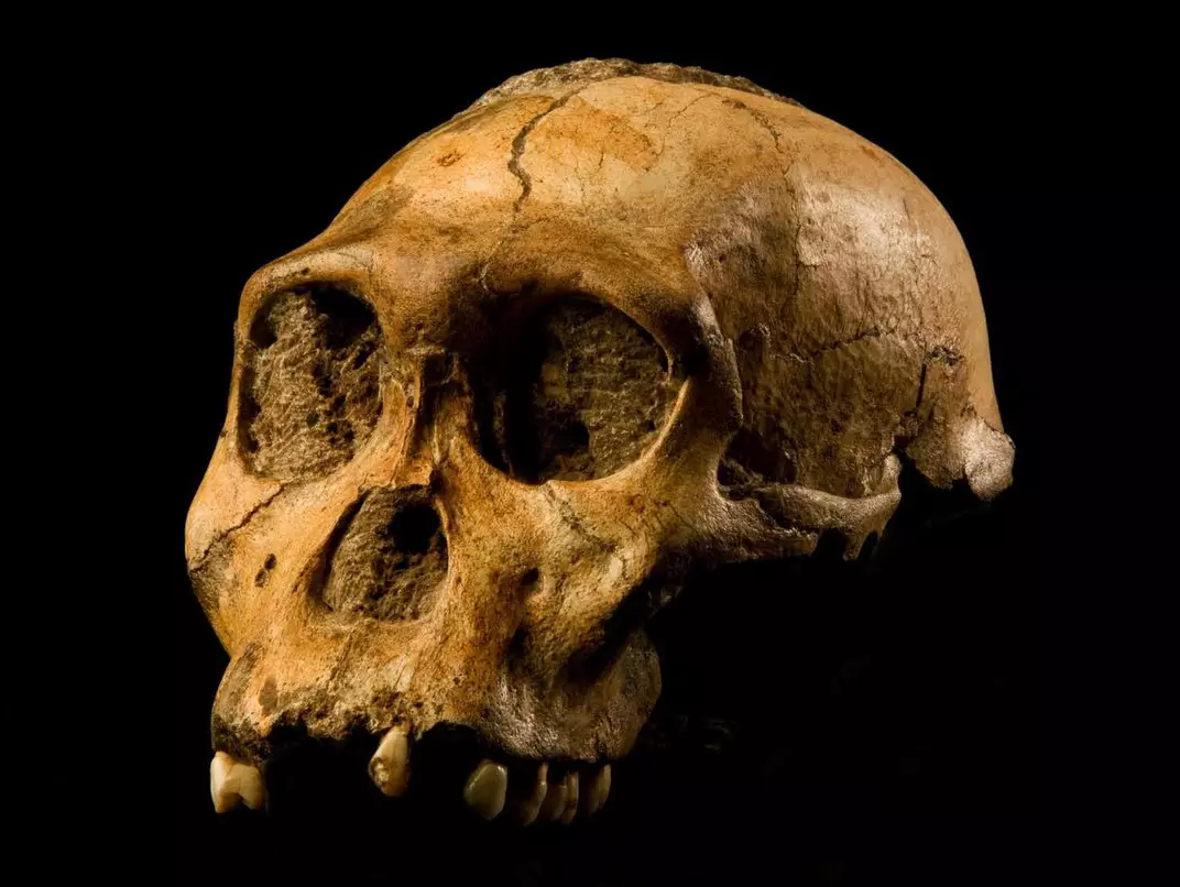 I-Australopithecus sediba