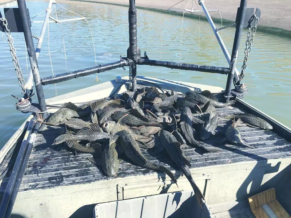 德克薩斯河發現400多條從水族館傾倒的入侵魚