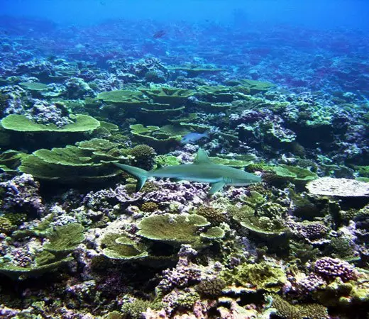 koral3.jpg