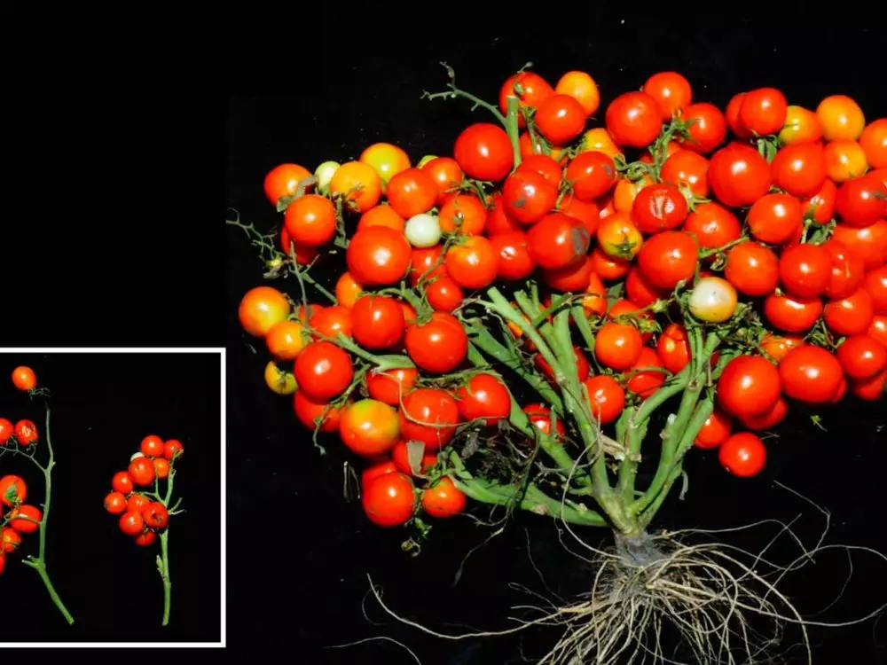 Los tomates modificados genéticamente crecen en racimos como uvas, lo que los hace ideales para la agricultura urbana