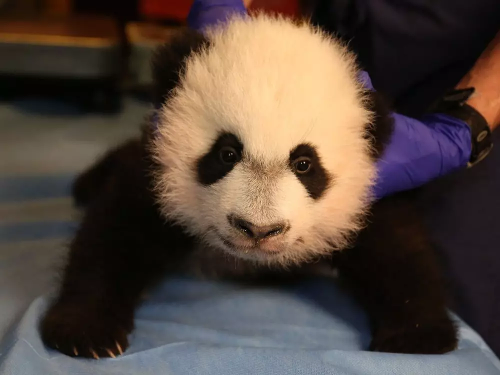 The Long, Adorable History of Pandas in America