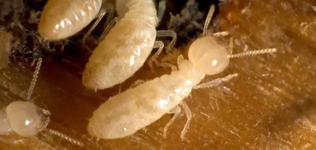 Ventres de termites et biocarburants