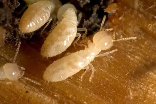 Termite Bauch a Biokraftstoffer 8005_3