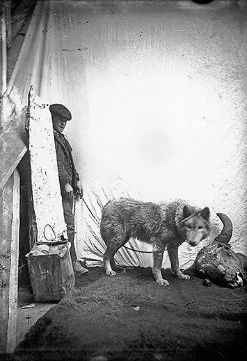 Studieportræt af en ulv og en dreng, der holder en kæde forbundet til en ulvehalsbånd