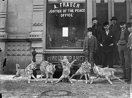 Coyote-kroppe poserede foran A Frasers kontor
