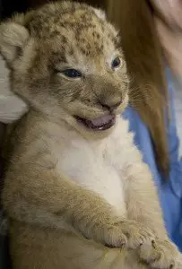 Zagaye Laraba: Cute Lion Cub Hotuna, Kiwis da Hula Hoops
