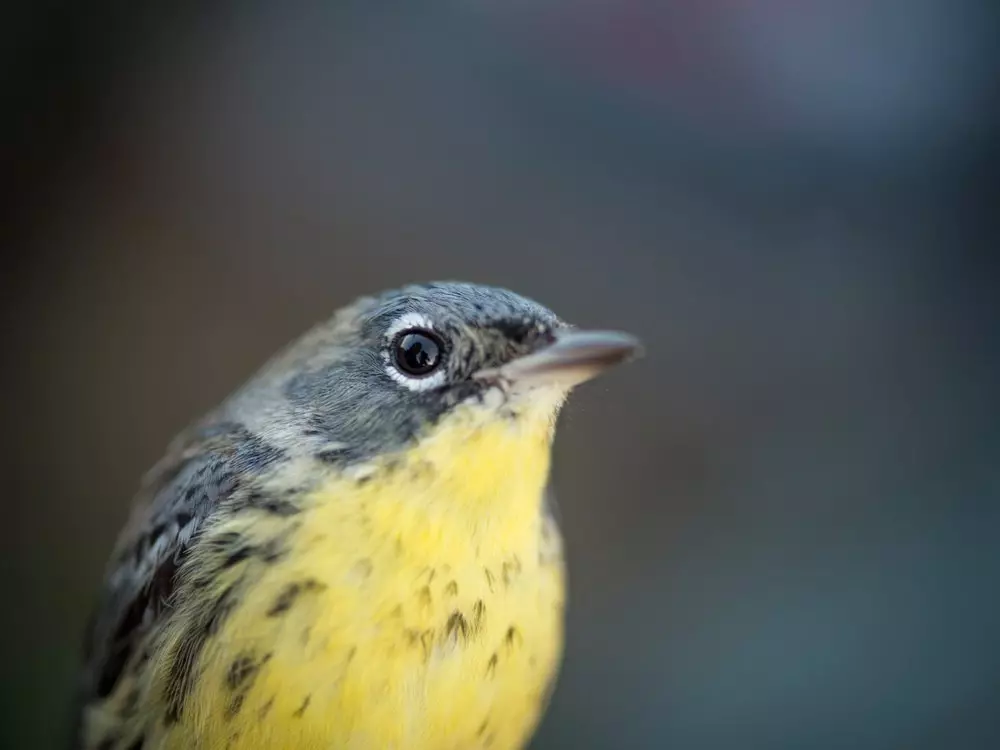 Close-up vun engem Kirtland's Warbler Songbird