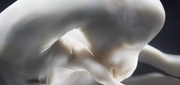 The Serene Beauty of Horses in the Womb