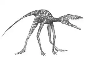 20110520083242Prorotodactylus-300x215.jpg