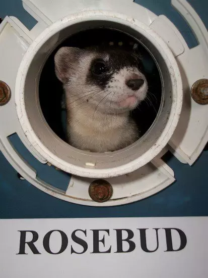 Rosebud, ang black-footed ferret youngster ng Zoo.