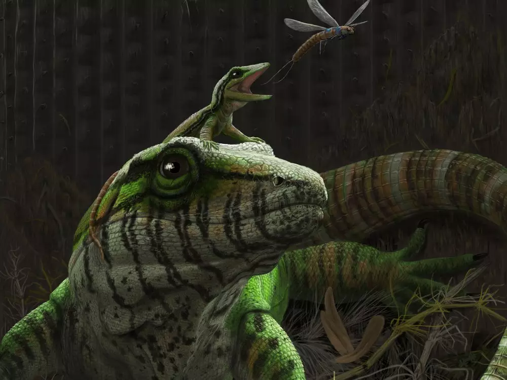 I-Lizard-Njenge-Fossil inokumela ubungqina obudala be-306 yezigidi zeminyaka yobudala bokukhuliswa kwezilwanyana