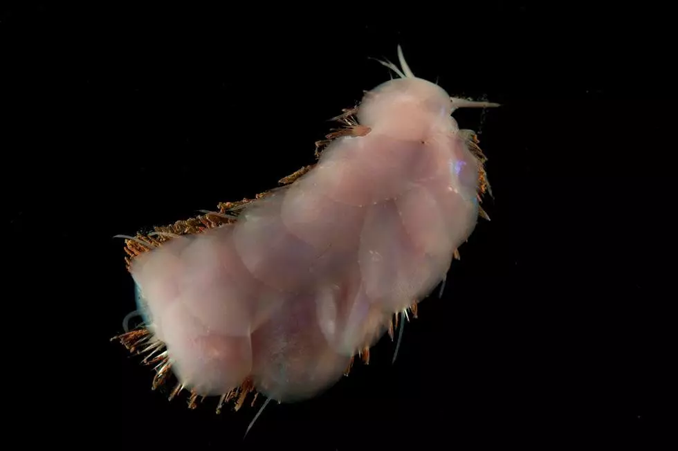 Sáu sinh vật biển sâu mới vừa được phát hiện tại địa điểm dự kiến khai thác dưới nước