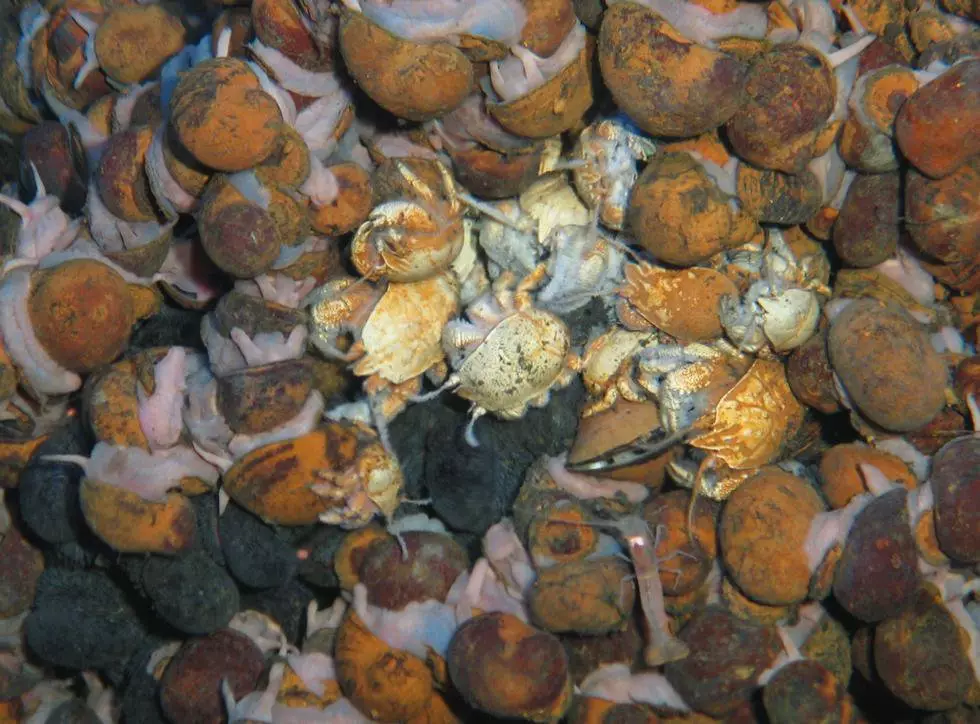 Zes nieuwe diepzeewezens die zojuist zijn ontdekt op een locatie die is gepland voor onderwatermijnbouw 8081_7