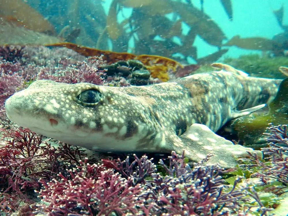 酸化的海洋会腐蚀鲨鱼皮肤上的牙齿状鳞片