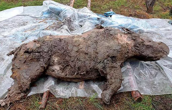 融化的俄罗斯永久冻土产生新的羊毛犀牛标本