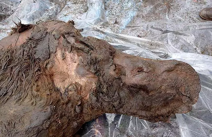 ロシアの永久凍土が溶けると、新しいケブカサイの標本が産出されます 8137_2