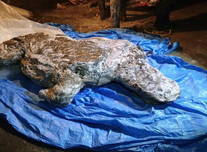 Tan chảy Permafrost Nga tạo ra mẫu vật tê giác len mới 8137_3
