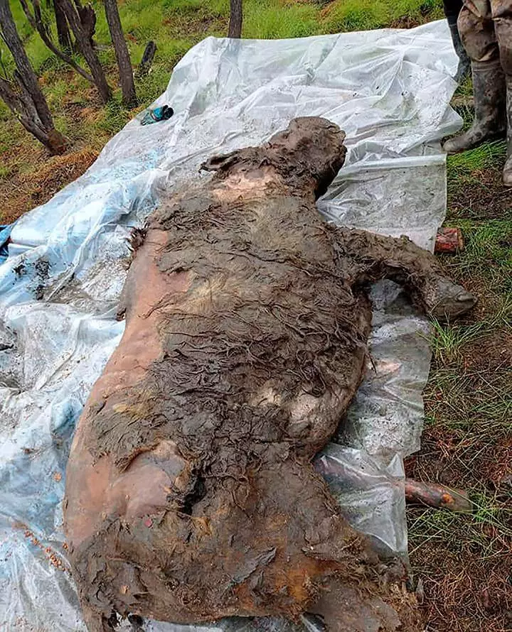 El derretimiento del permafrost ruso produce un nuevo espécimen de rinoceronte lanudo 8137_4