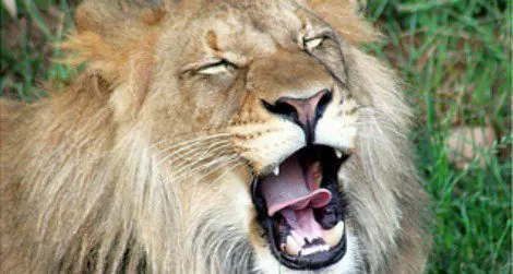 Secretos del rugido de un león