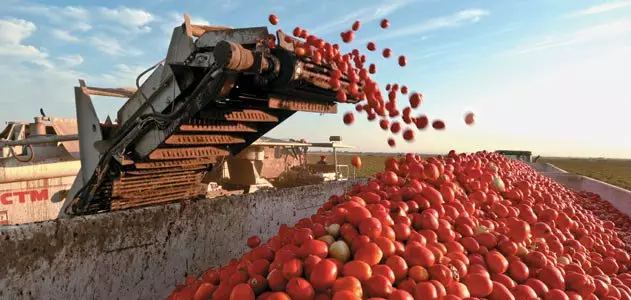 カリフォルニアサクラメントバレーの収穫機は、大量のローマトマトを収集します
