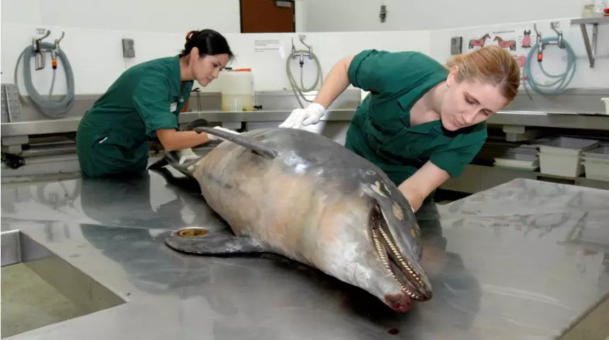 Brote de enfermidades cutáneas mortal en golfiños ligado ás mareas de tormentas provocadas polo cambio climático