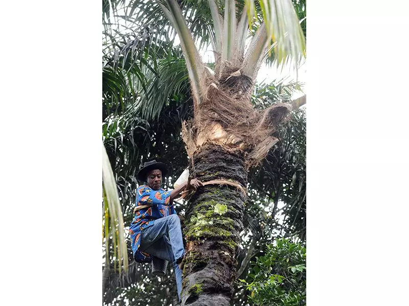 tapper palmis
