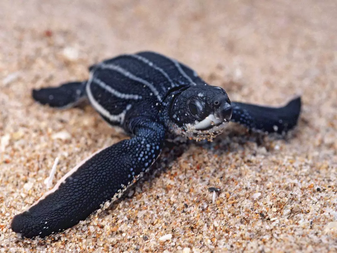 Leatherback Derya Turtle