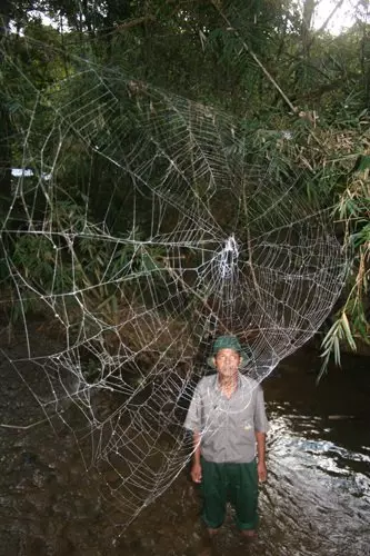 මැඩගස්කරයේ Gargantuan Spider Webs Bridge Waters